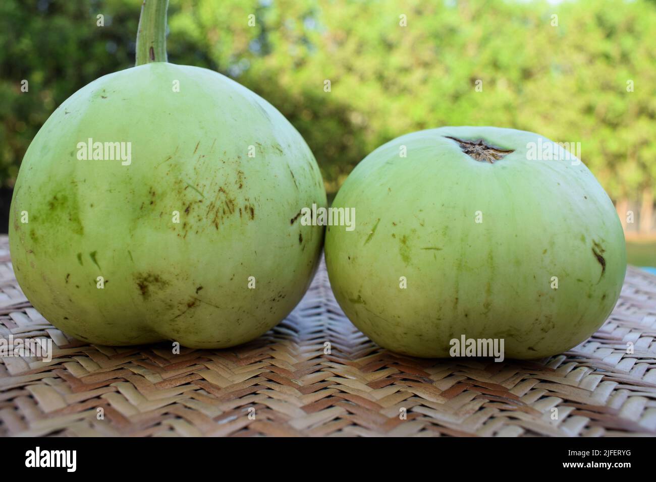 Round bottlegourd vegetable in hand. Indian asian sphere shaped organic ...