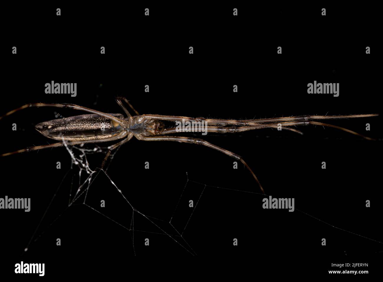 Adult Long-jawed Orbweaver Spider of the Genus Tetragnatha Stock Photo ...