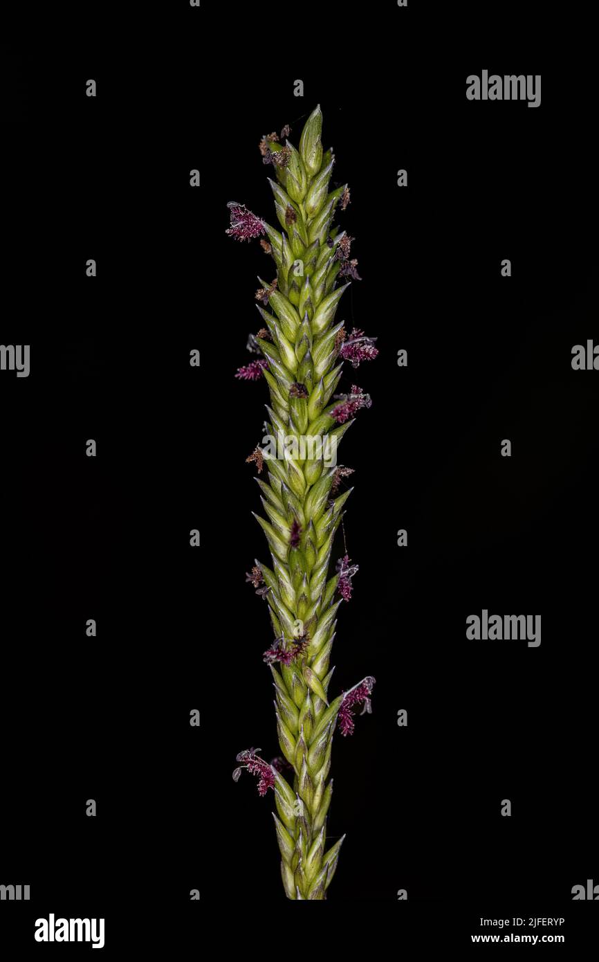 Family poaceae hi-res stock photography and images - Alamy