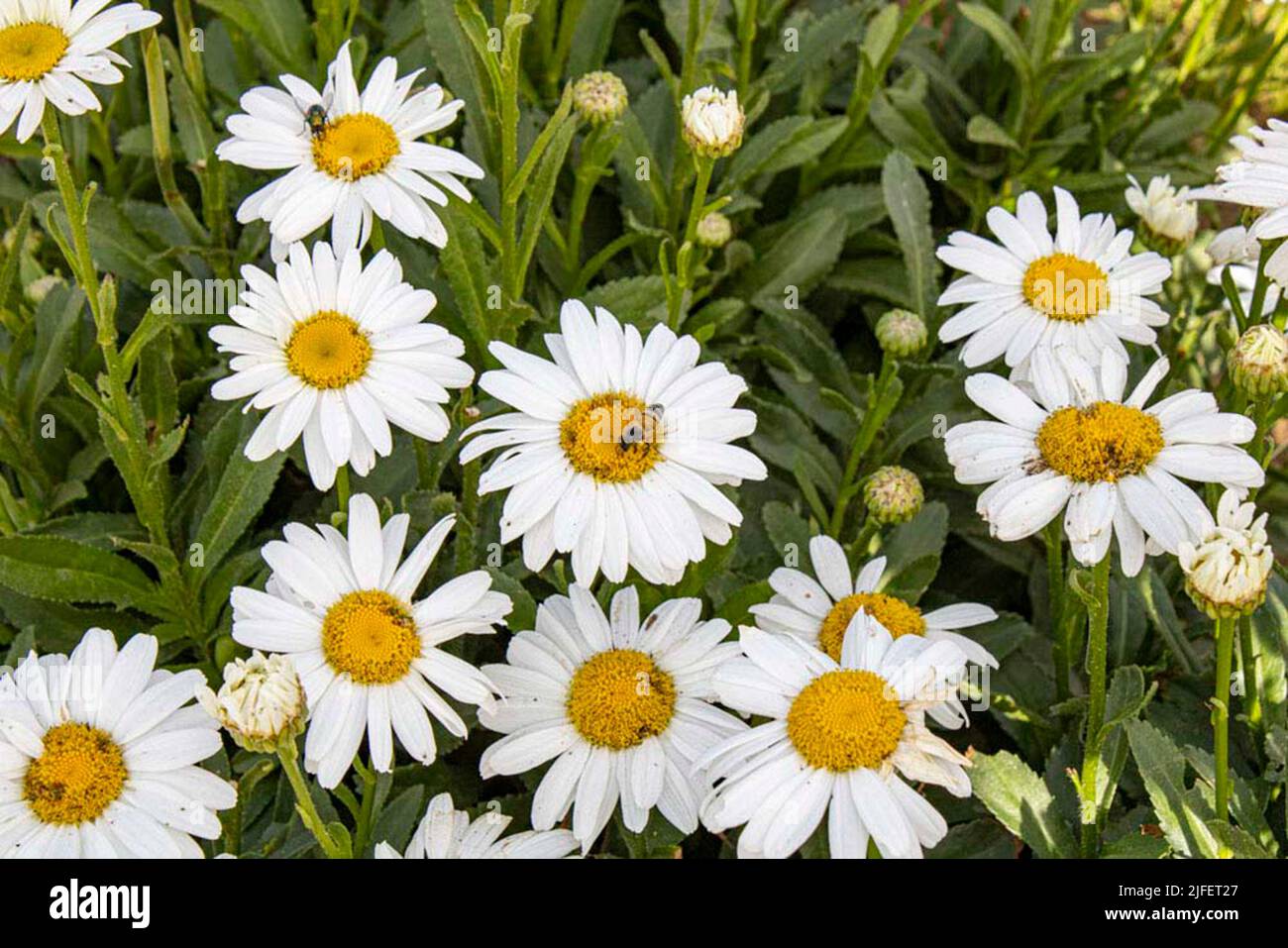 A scenic view of white daisy flowers in a garden in daylight Stock ...