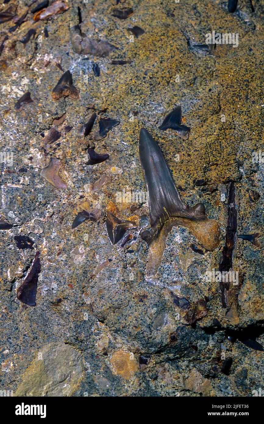 Hybodus Shark Tooth