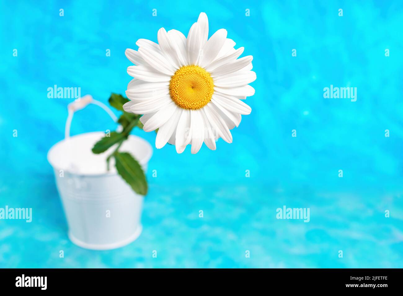 Blooming daisy flower in a white bucket isolated on blue background ...