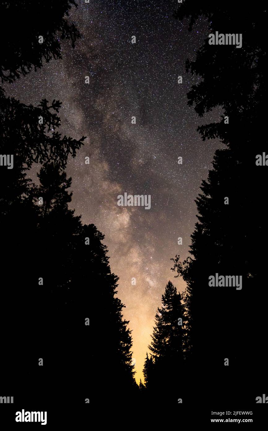 Milky Way Emerging between the Trees of a forrest Stock Photo - Alamy