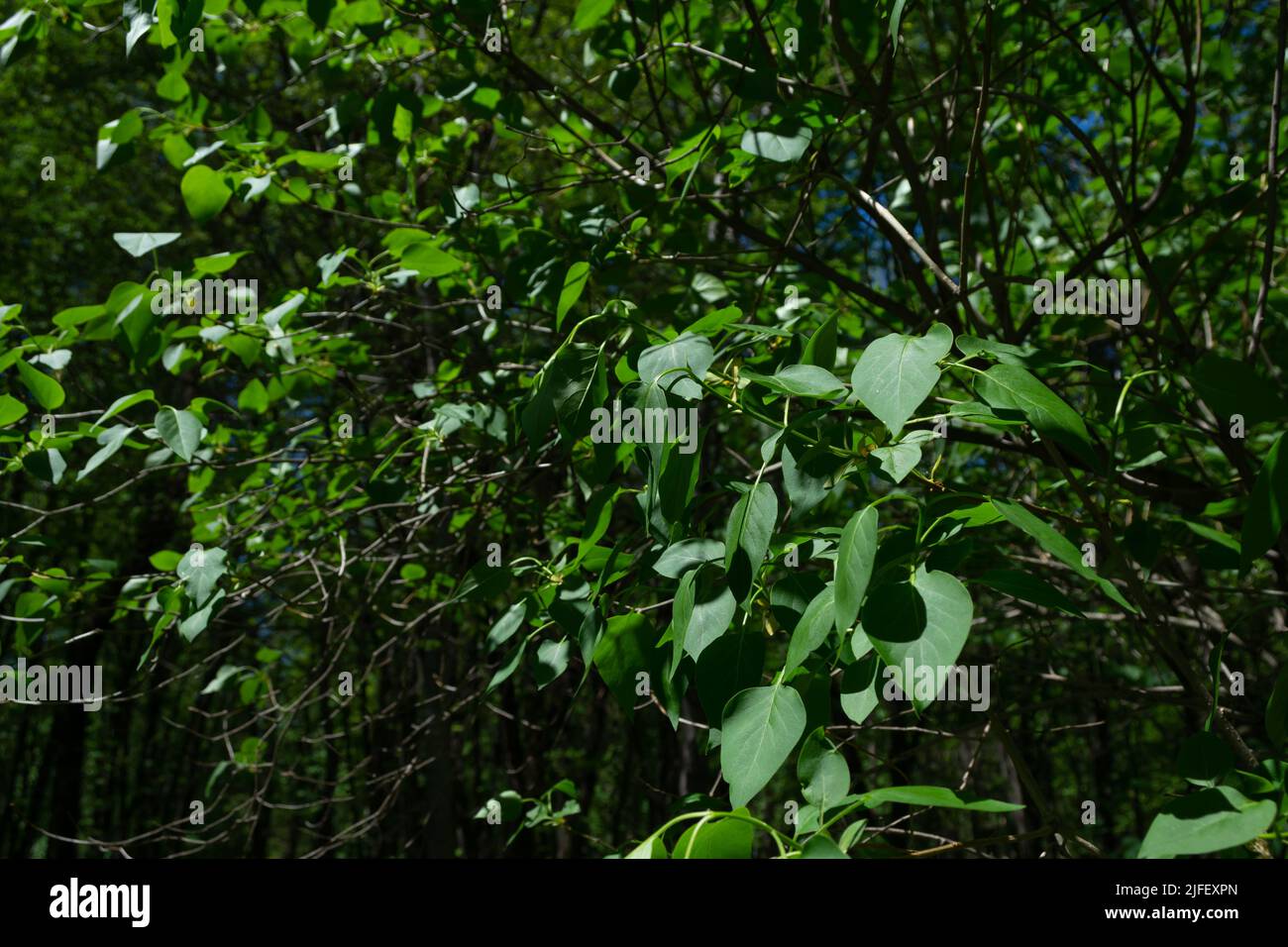 Shrub without leaves hi-res stock photography and images - Alamy