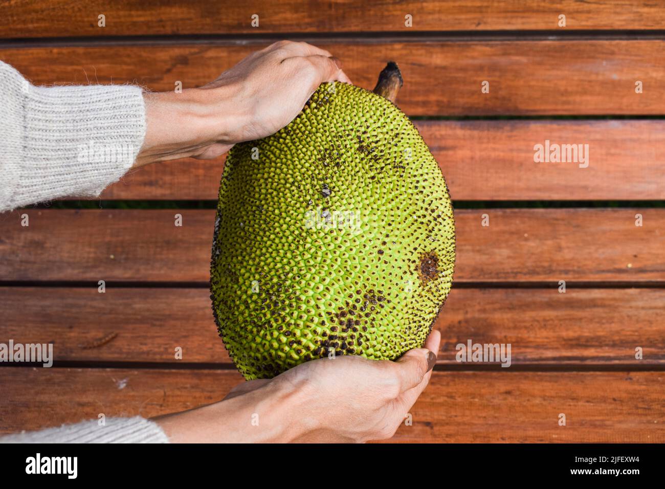Female holding big Jackfruit Indian vegetable and fruit in hand. Green ...