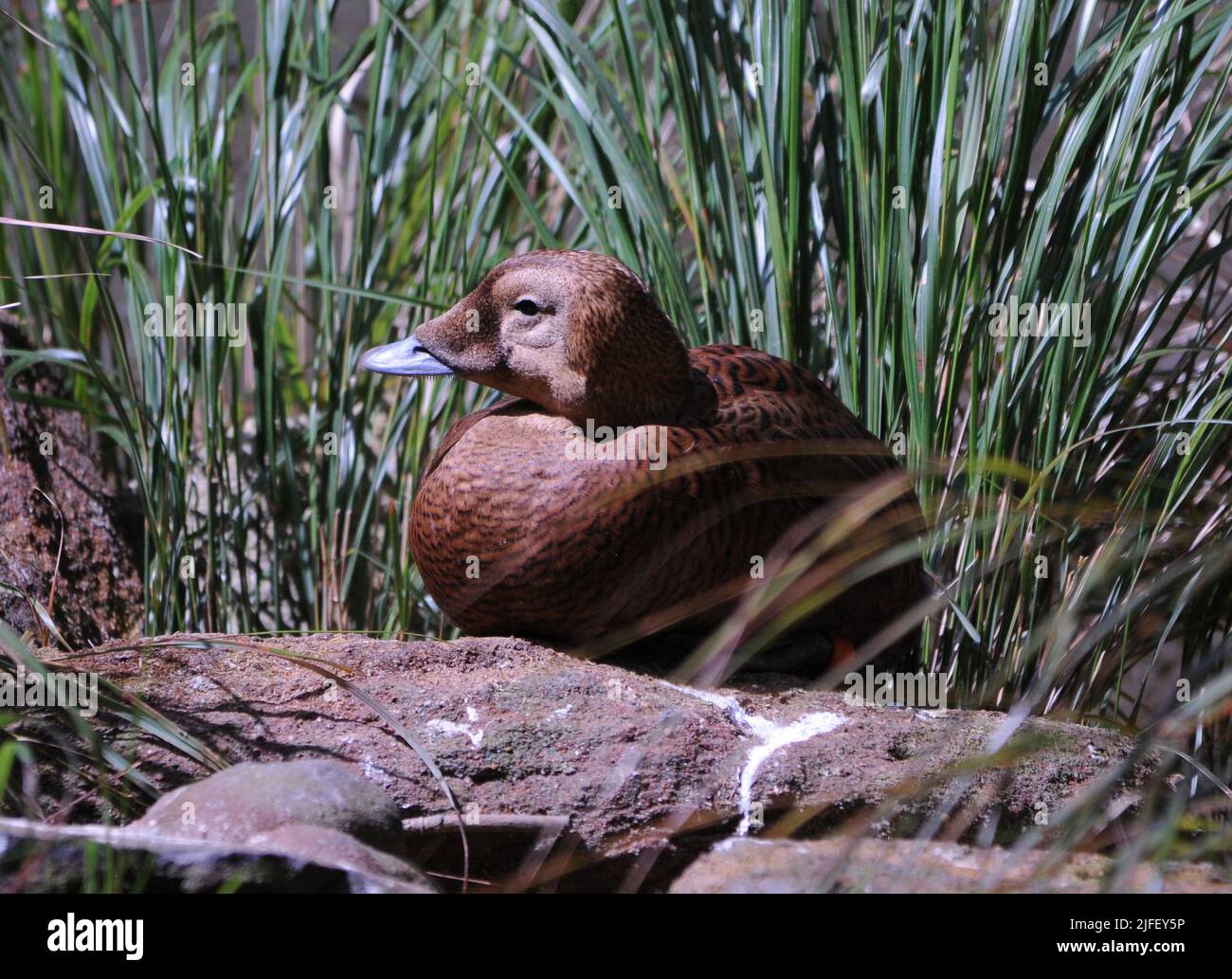 Female spectacled eider hi-res stock photography and images - Alamy