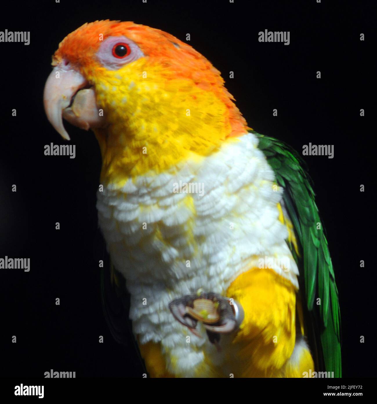 SOUTHERN WHITE BELLIED CAIQUE, PIC MIKE WALKER Stock Photo - Alamy