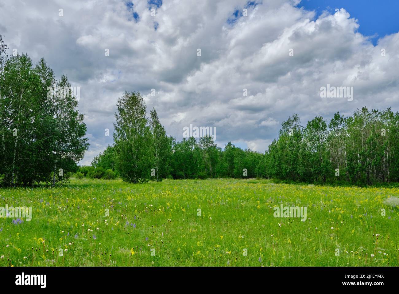 Forest clearing with flowering grasses background birch forest Stock ...