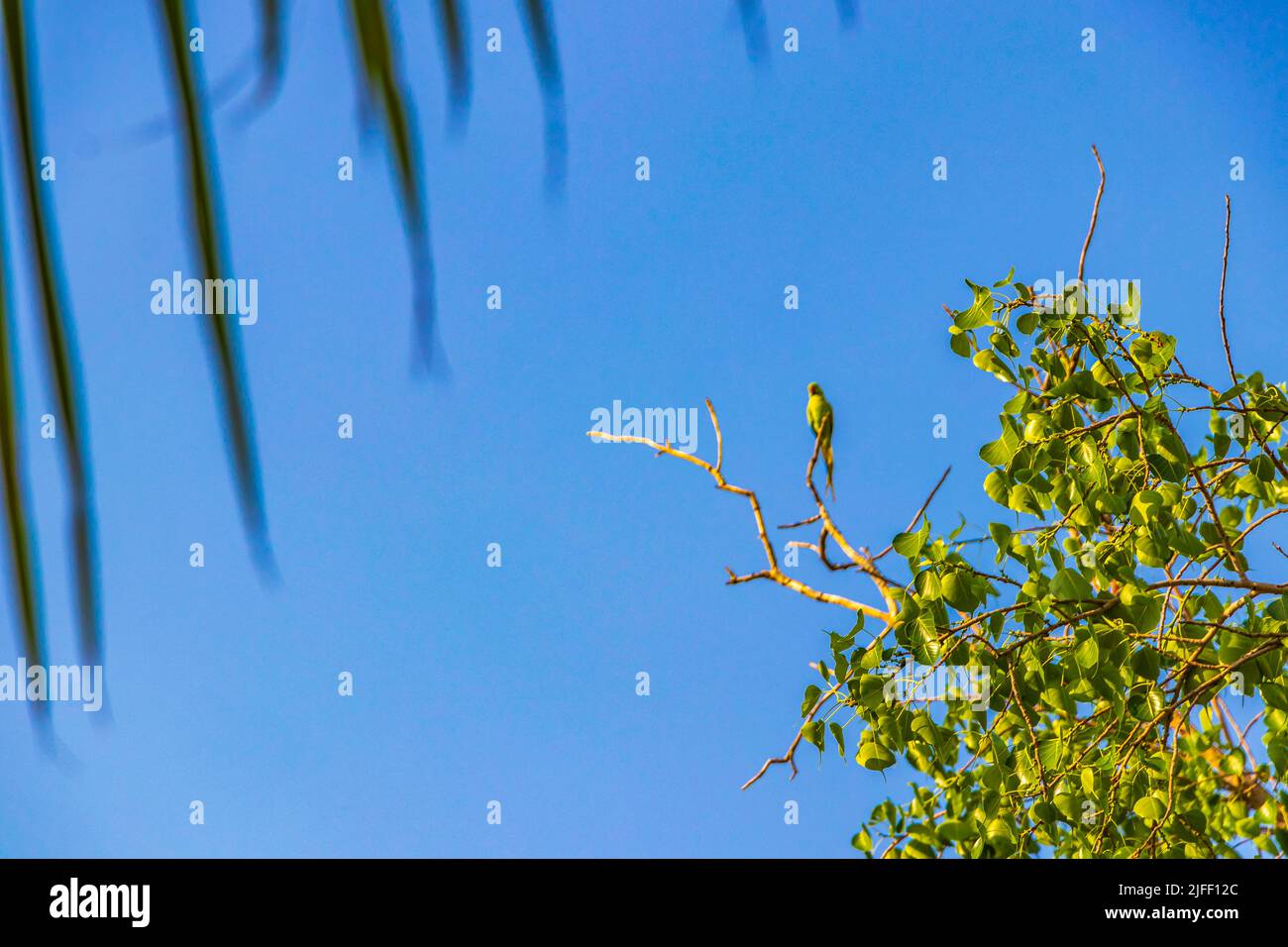 indian ringneck parakeet parrot bird on tree with blue sky background ...