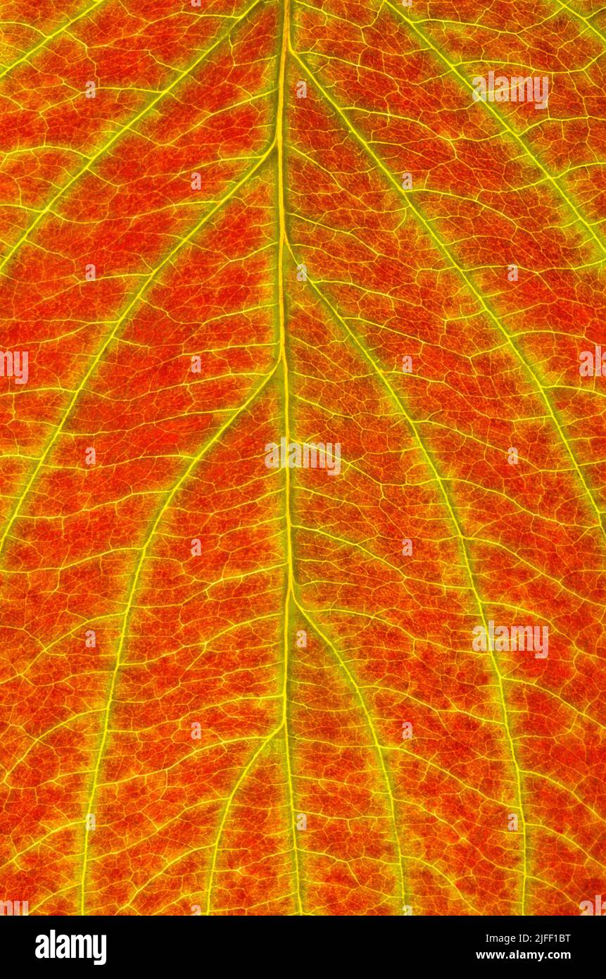 Foliage of dogwood hi-res stock photography and images - Alamy