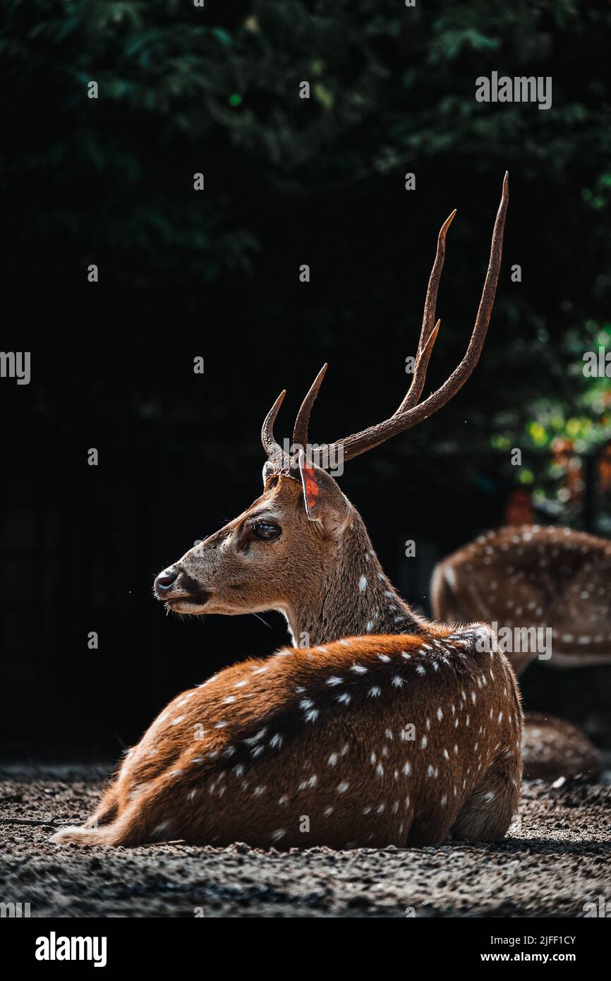 A vertical shot of dappled deer sitting on the ground Stock Photo - Alamy