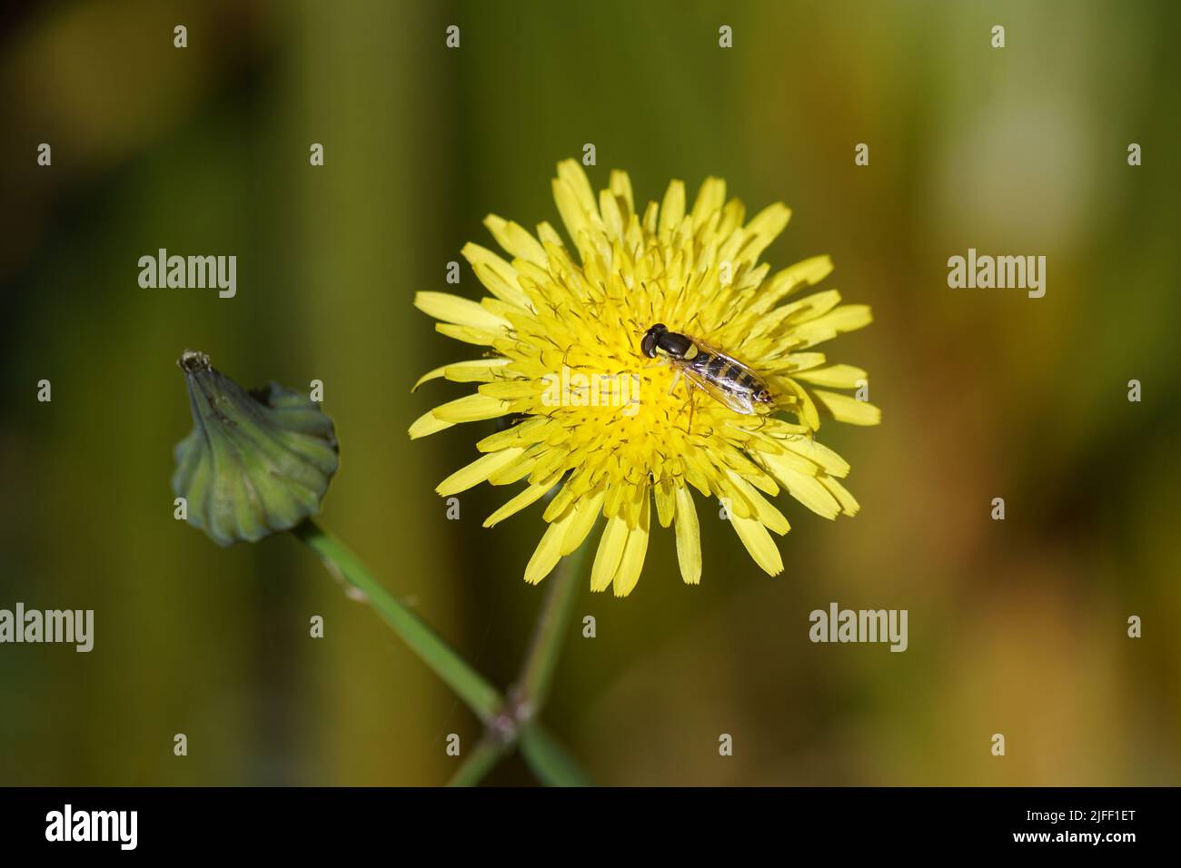 Female hoverfly Sphaerophoria, family Syrphidae on flower of common ...