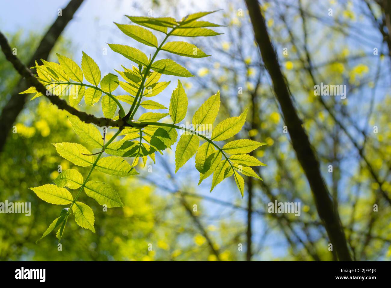 Young ash leaves. Bottom view. You can see the structure of the sheet ...