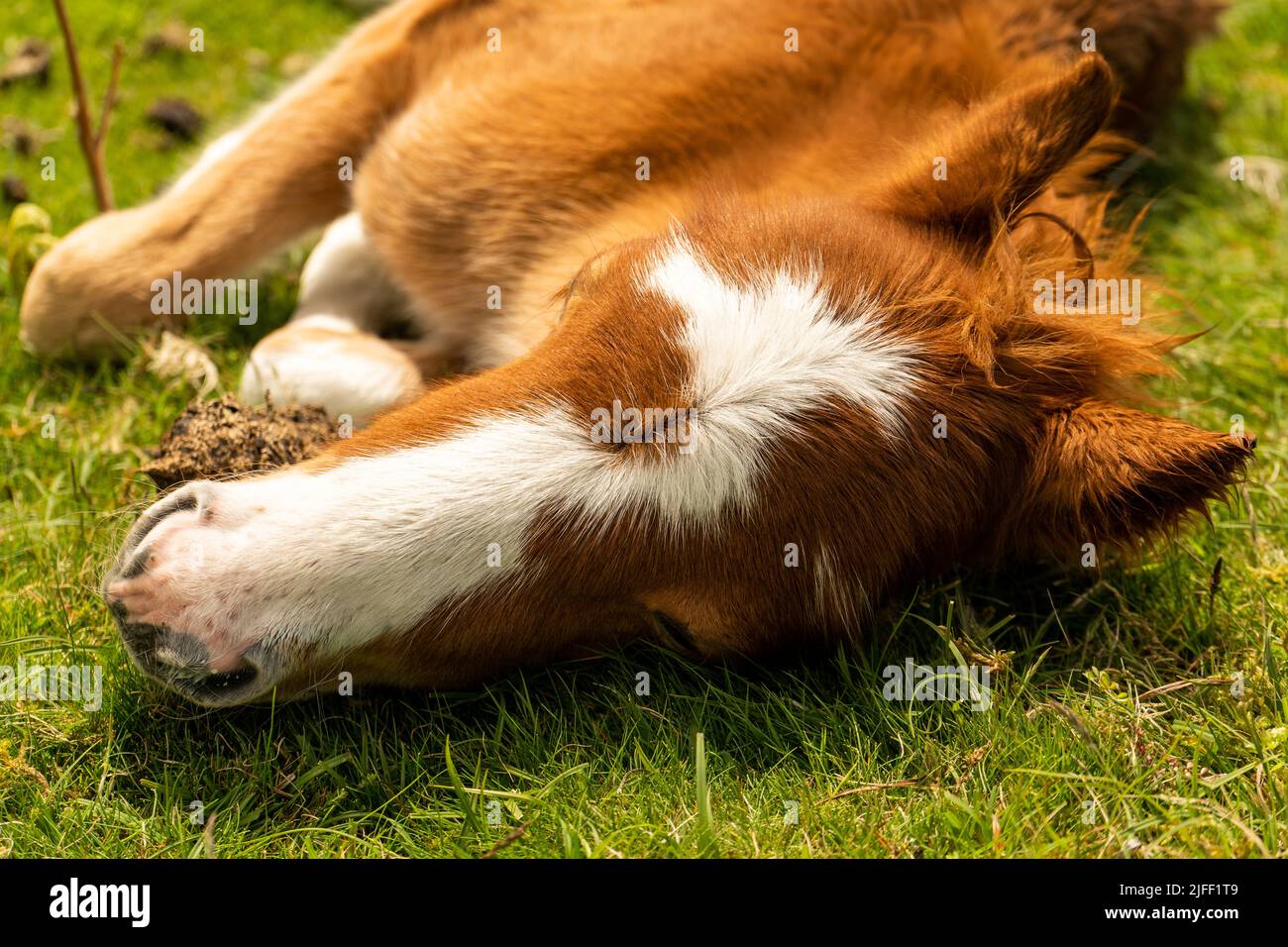 Cute little pony sleeping on the grass. Just couple days old horse ...