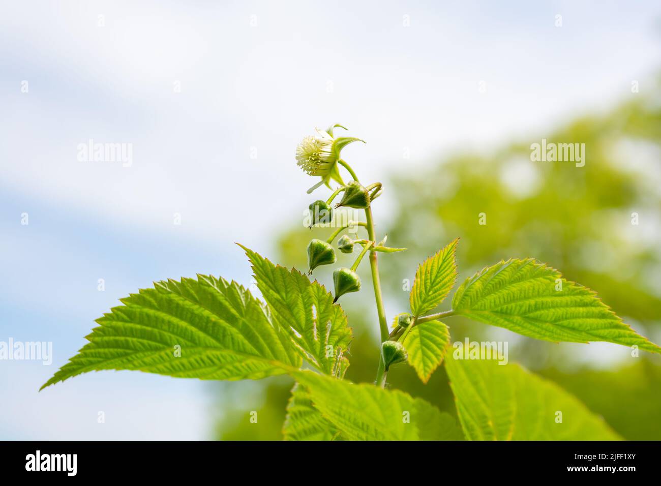 A branch of raspberry with a flower and buds against the background of ...