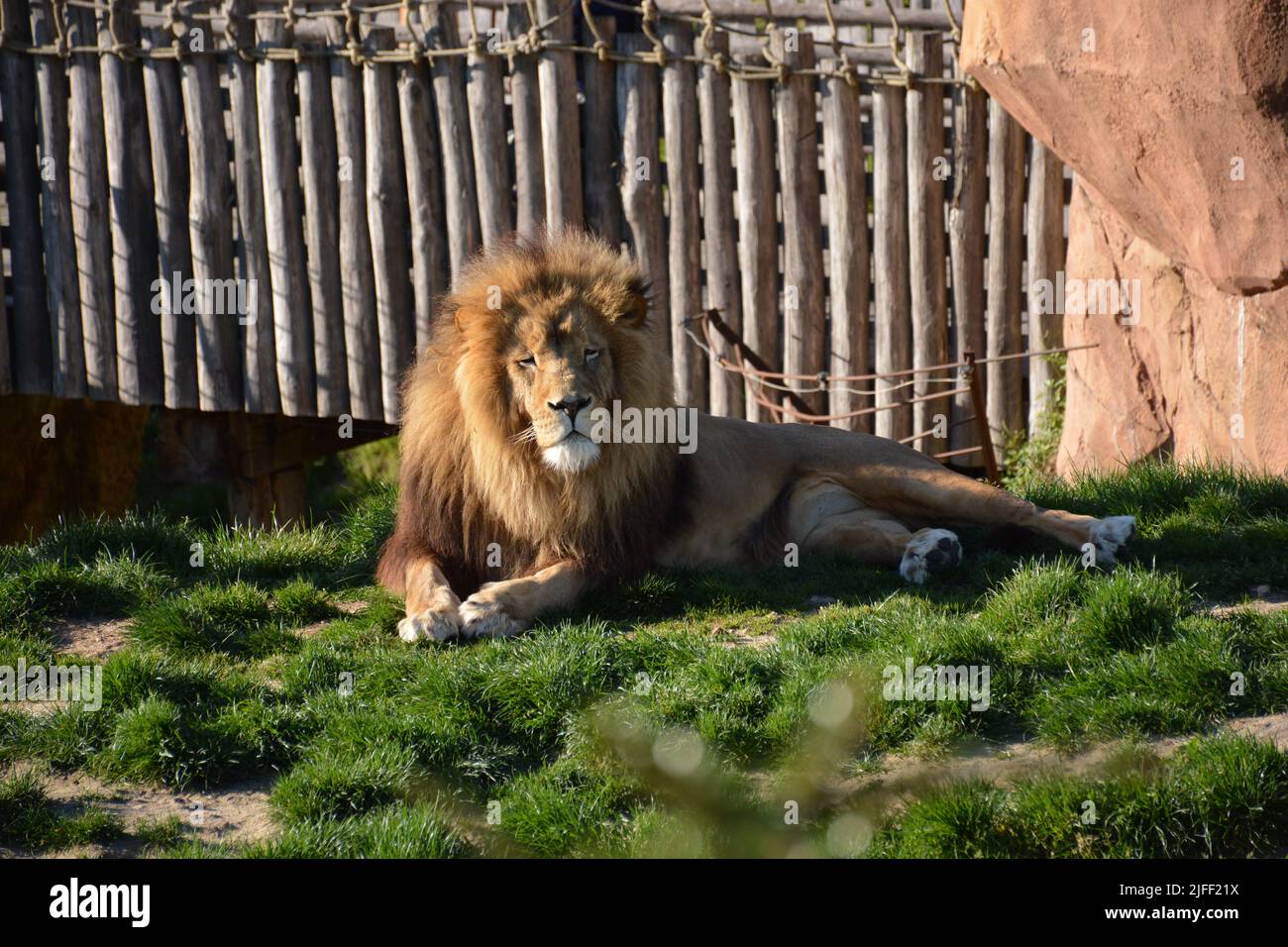 Beautiful male lion in the zoo park beauval, France Stock Photo - Alamy