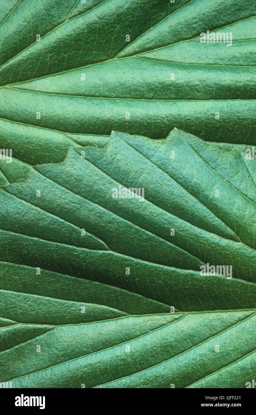 Leaves 2 hi-res stock photography and images - Alamy
