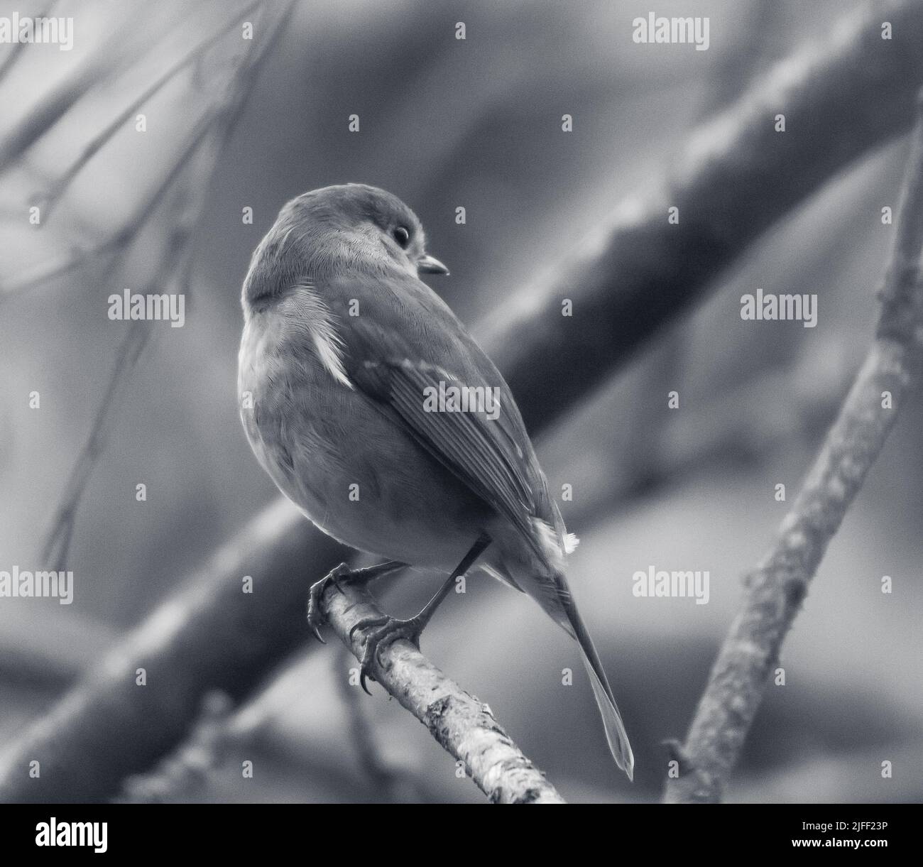 Black and White Robin Looking Around Stock Photo - Alamy