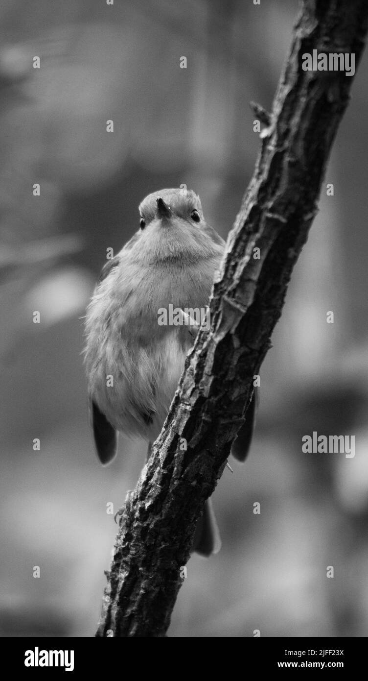 Urban bird watching Black and White Stock Photos & Images - Alamy