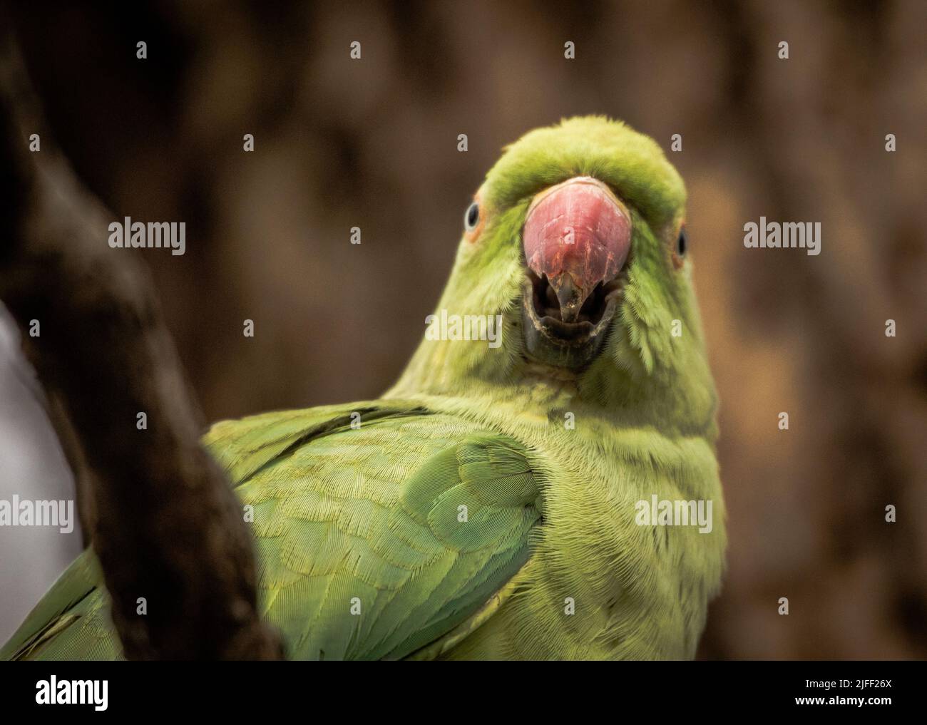 Parakeet Saying Hello Stock Photo - Alamy