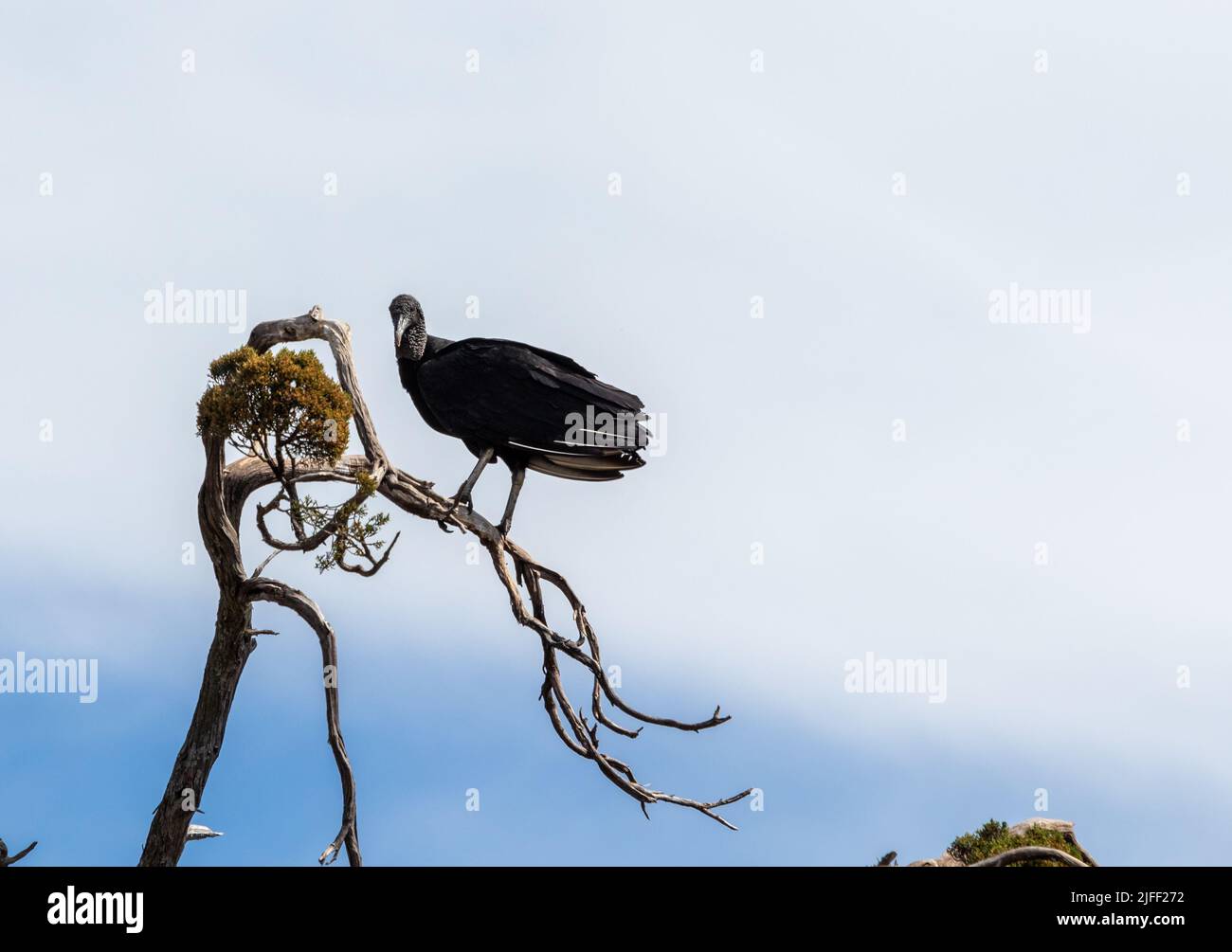 Mexican vulture hi-res stock photography and images - Alamy