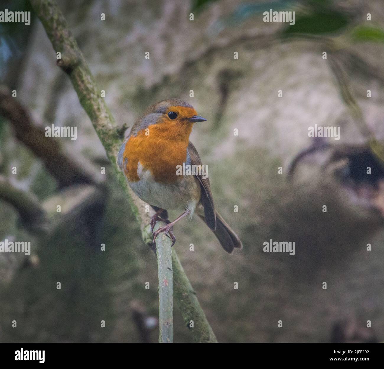 Cute looking british bird hi-res stock photography and images - Alamy