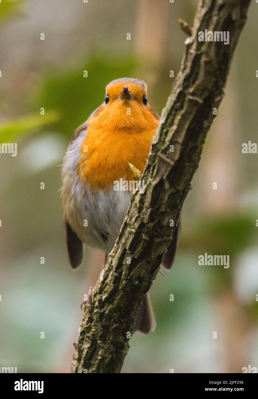 Cute looking british bird hi-res stock photography and images - Alamy