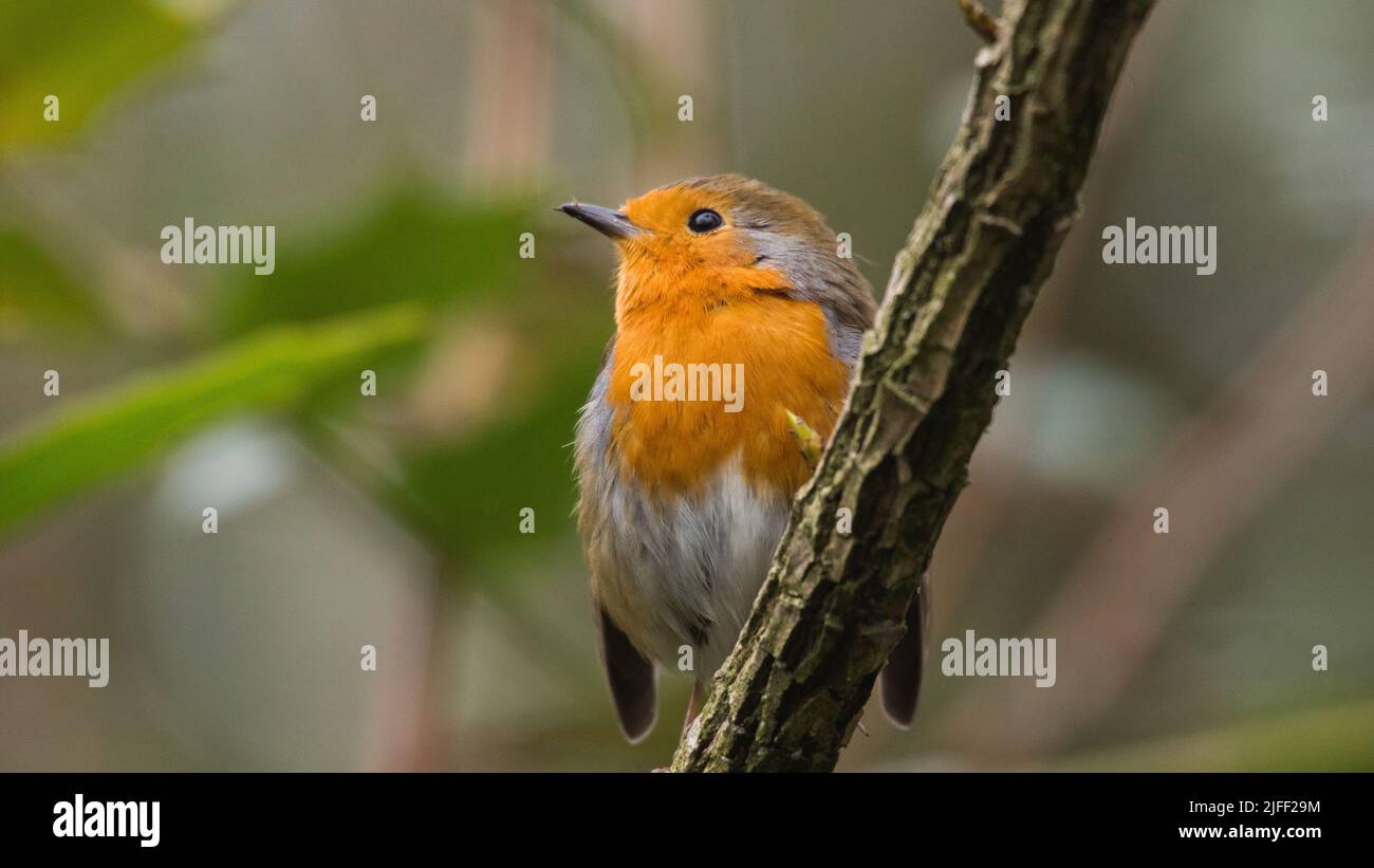 What is it i can see Stock Photo - Alamy