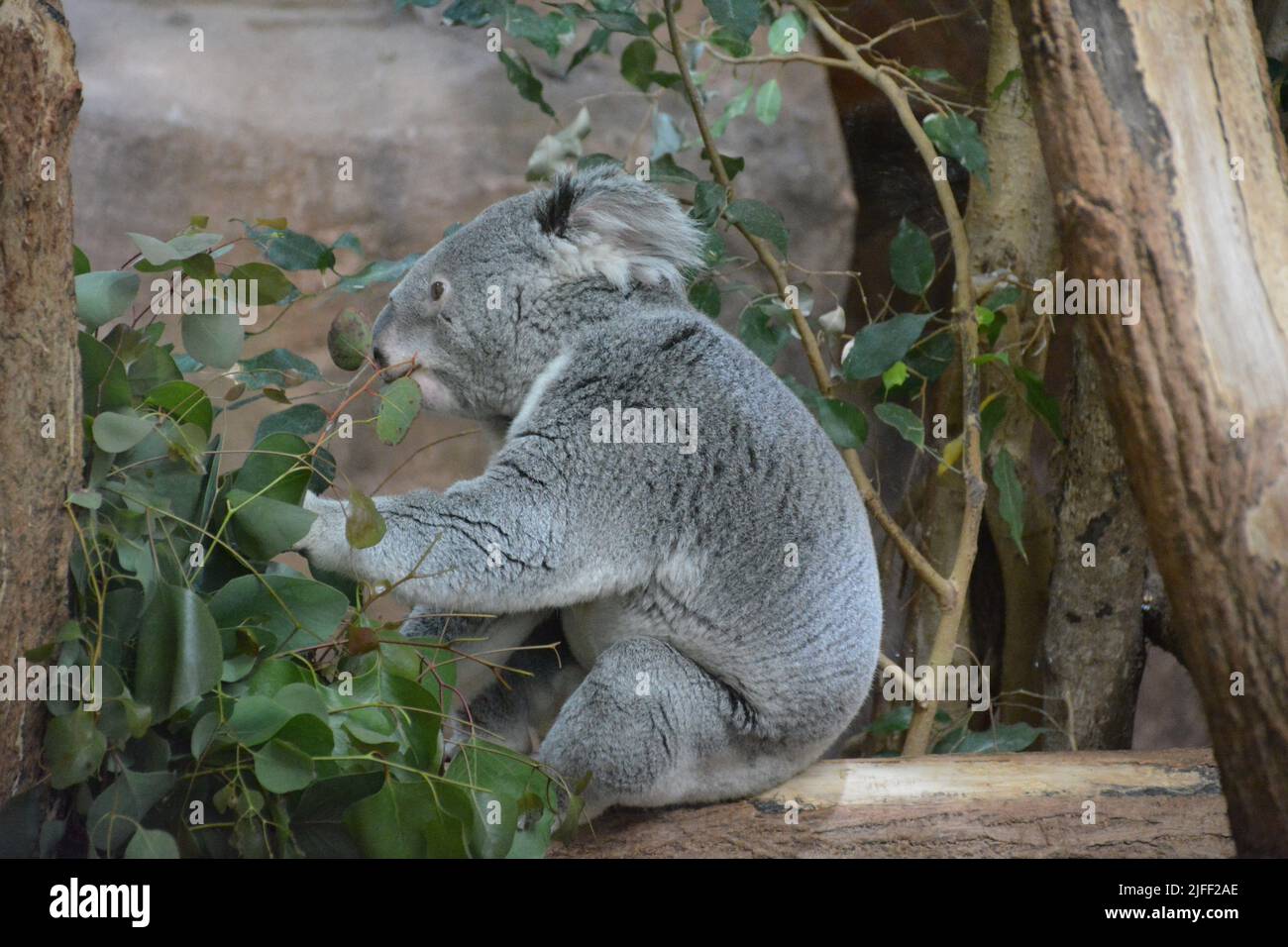 Cute gray koala on a branch in the zoo park beauval, France Stock Photo ...