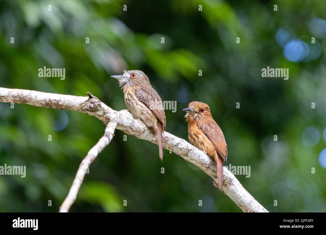 A closeup of male and female white-whiskered puffbirds perched on a ...