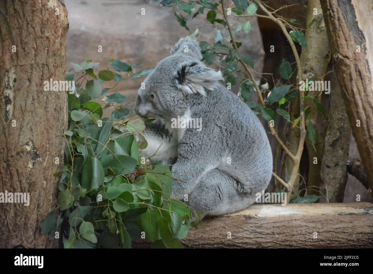 Cute gray koala on a branch in the zoo park beauval, France Stock Photo ...