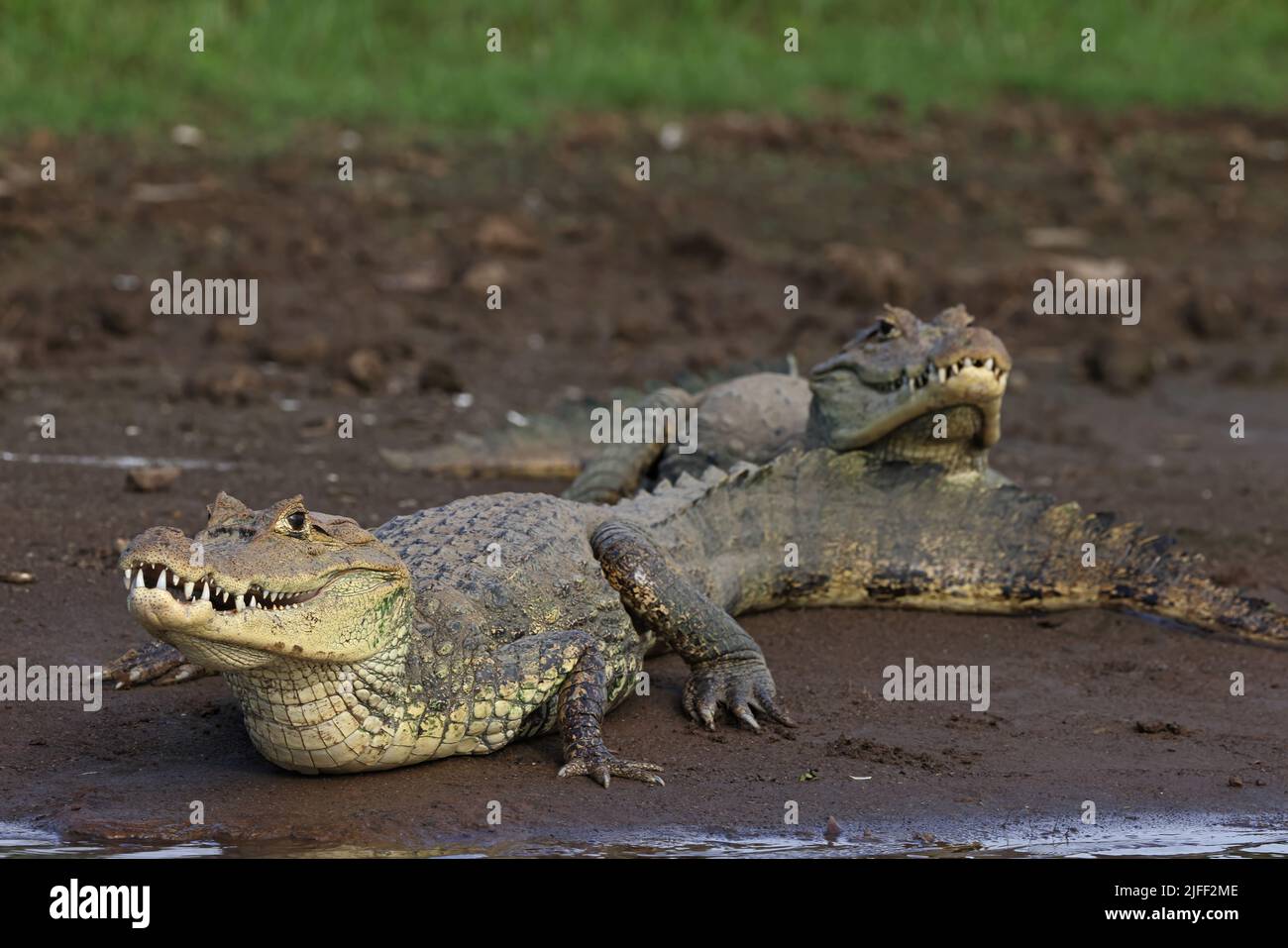 Spectacled Caiman (Caiman crocodilus) two adults reating on muddy river ...