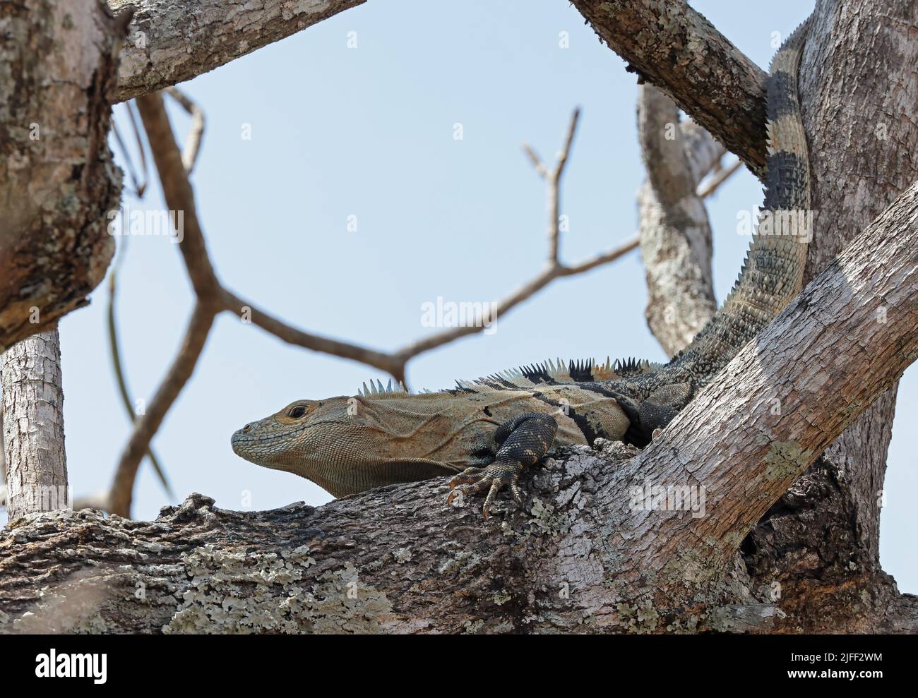 Black Spiny-tailed Iguana (Ctenosaura similis) adult resting on branch ...