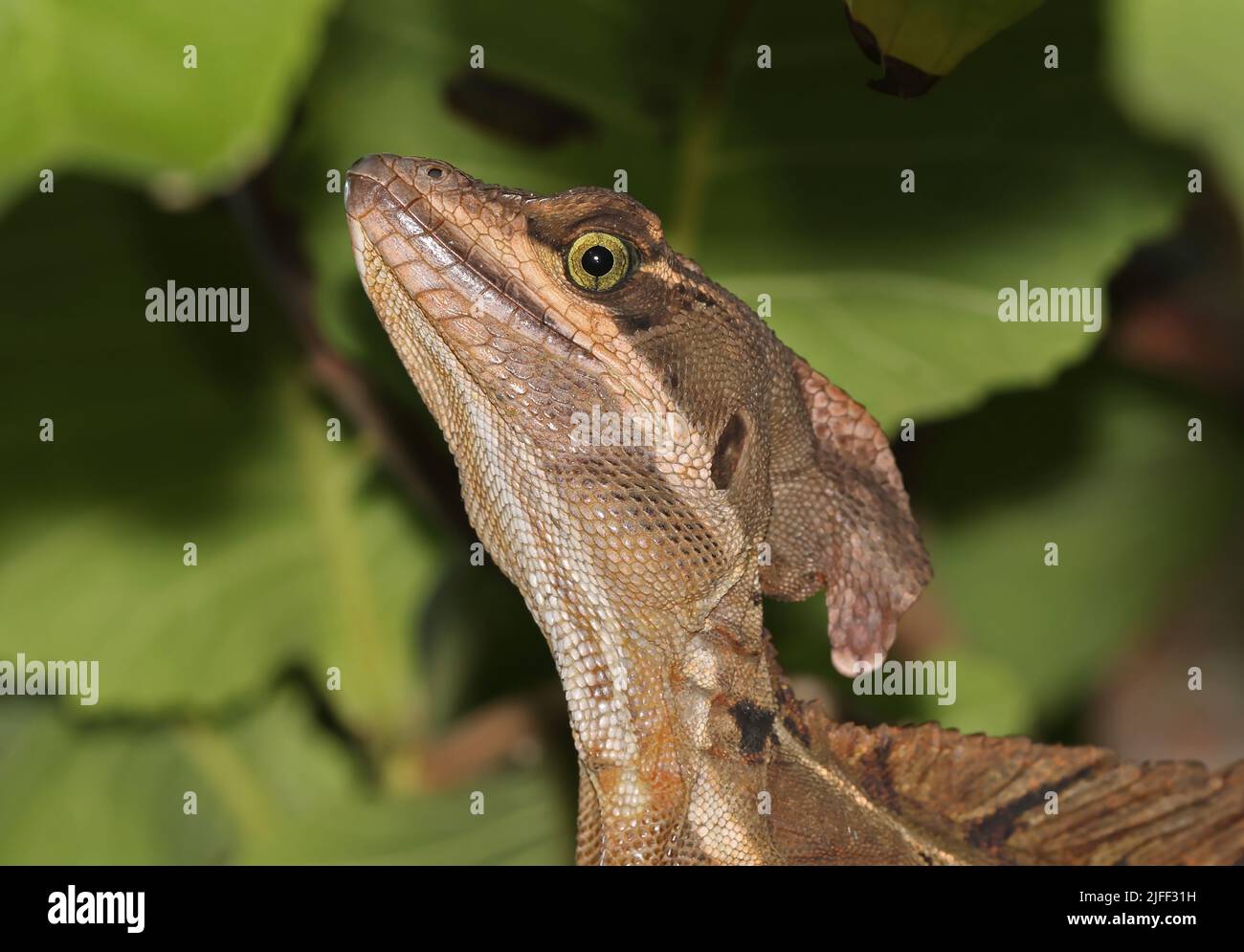 Common Basalisk (Basiliscus basiliisk) close-up of adult head Osa ...