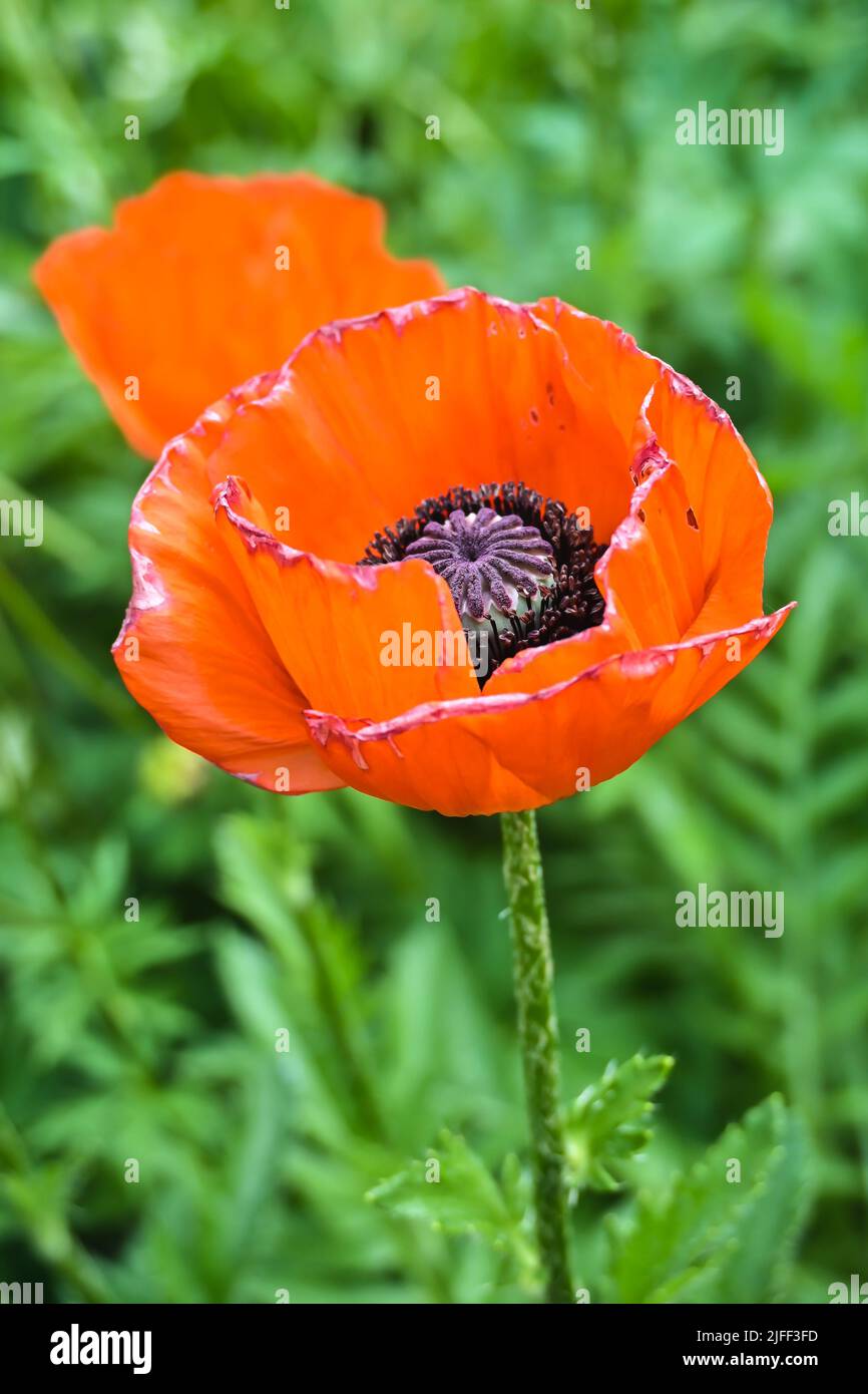 Scarlet poppies. Blooming poppy in the summer garden Stock Photo - Alamy