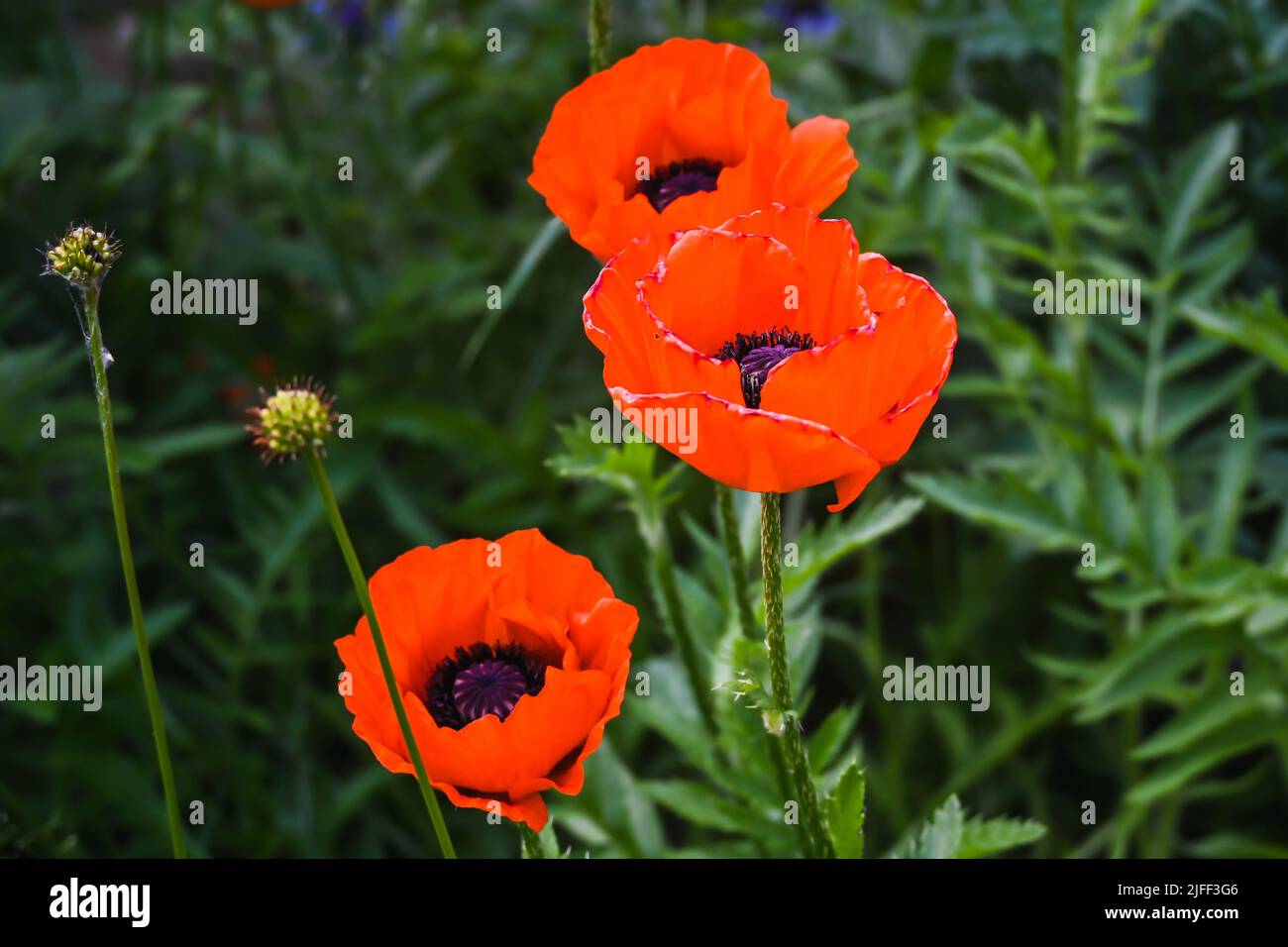 Scarlet poppies. Blooming poppy in the summer garden Stock Photo - Alamy