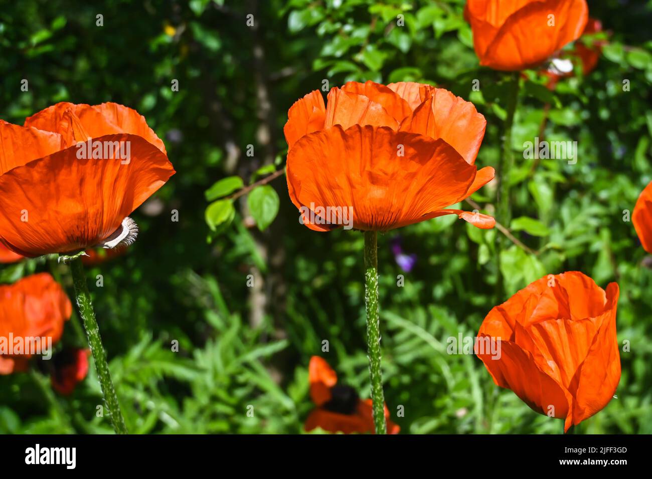 Scarlet poppies. Blooming poppy in the summer garden Stock Photo - Alamy