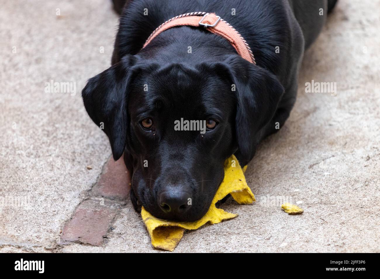 A black sad Labrador retriever lying on the ground Stock Photo - Alamy