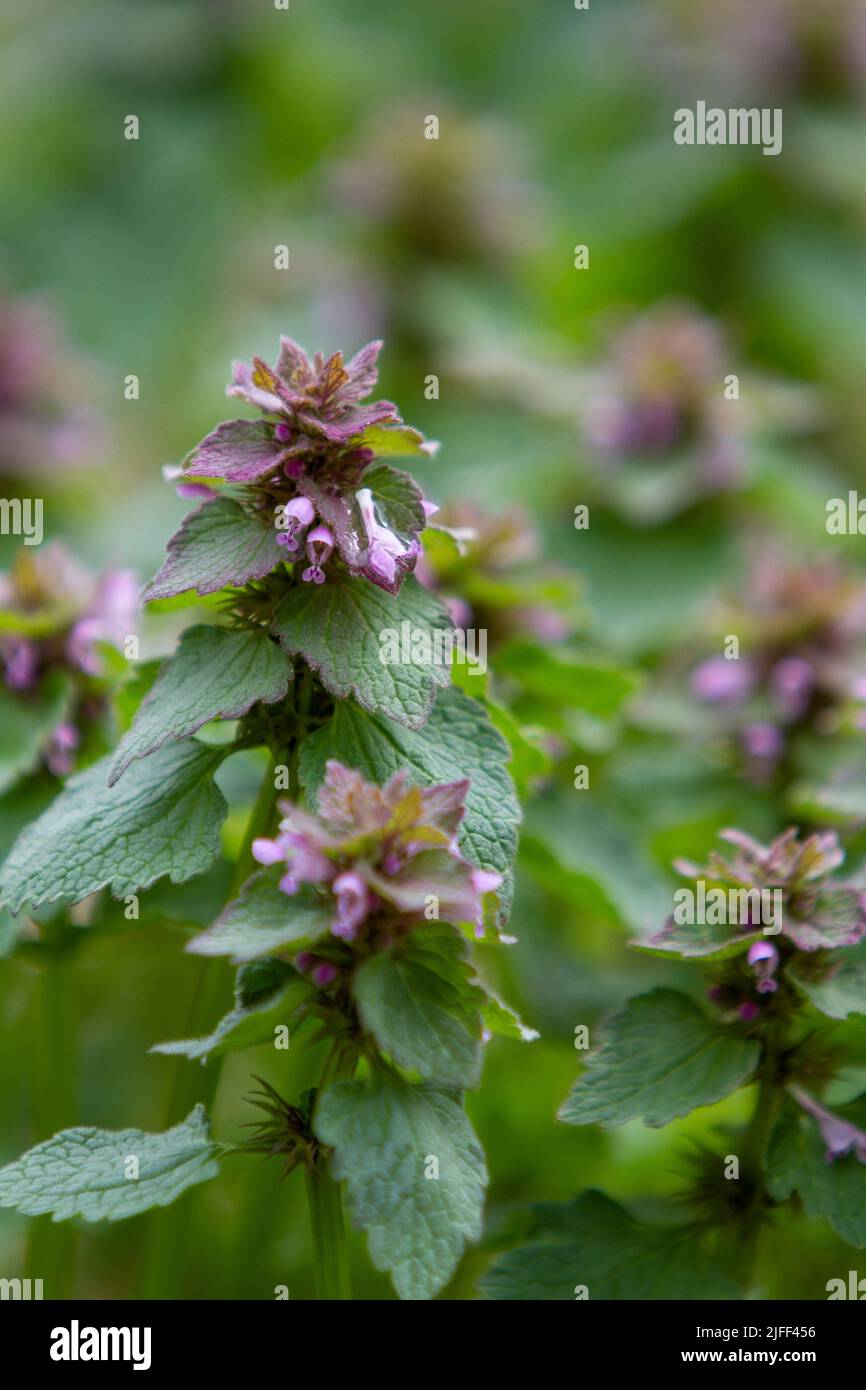 Closeup photograph of purple dead nettle (Lamium purpureum) growing in ...
