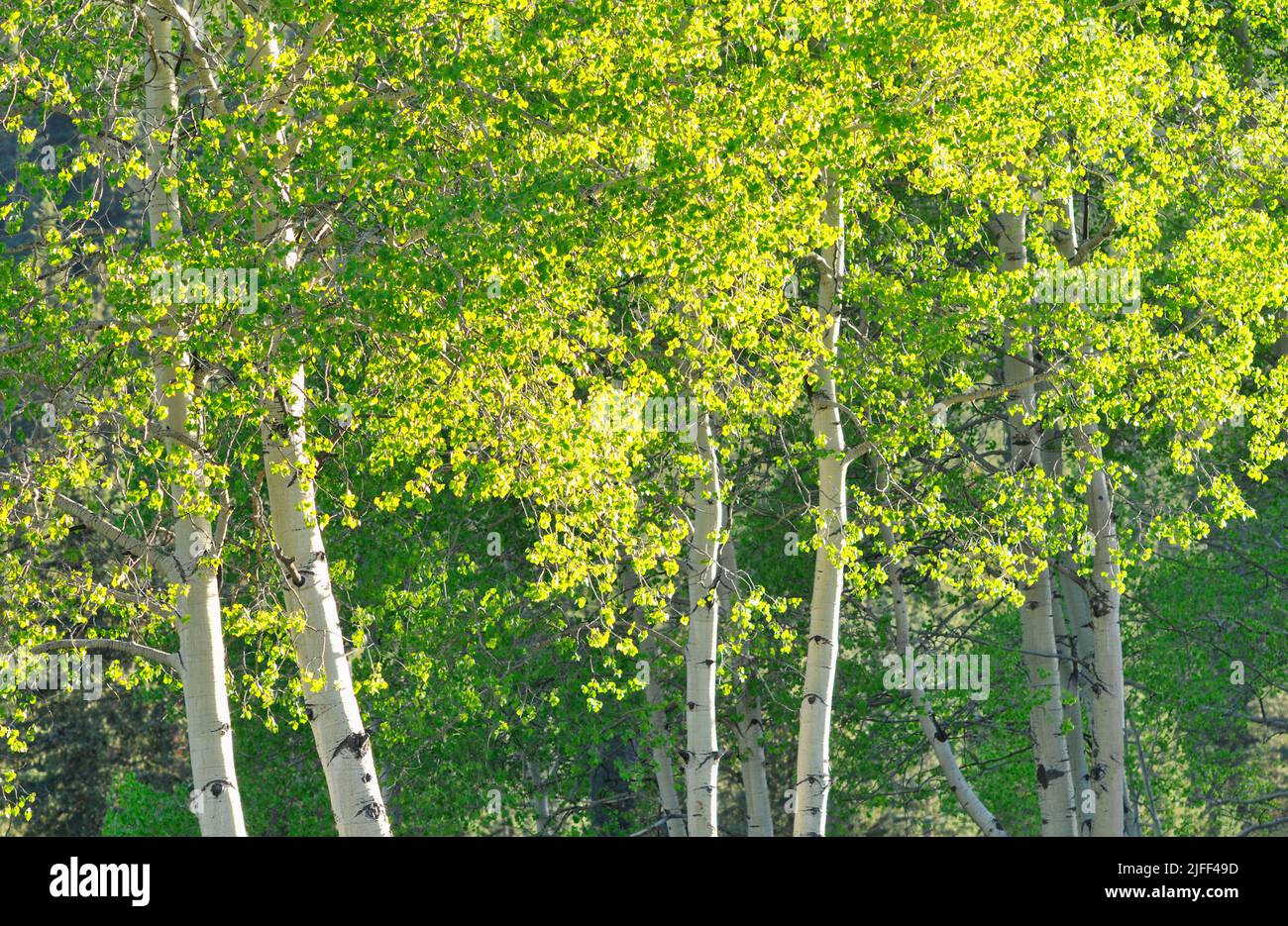 Aspen grove spring hi-res stock photography and images - Alamy
