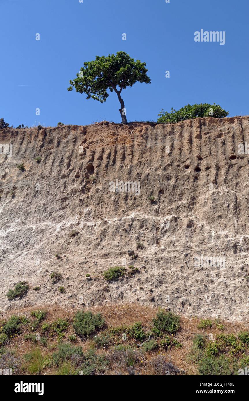 A single tree grows against the skyline, over a quarried section of ...