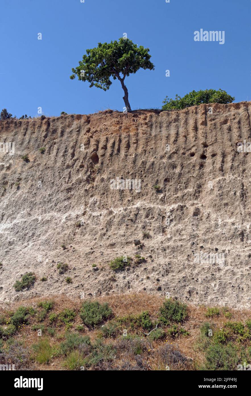 A single tree grows against the skyline, over a quarried section of ...