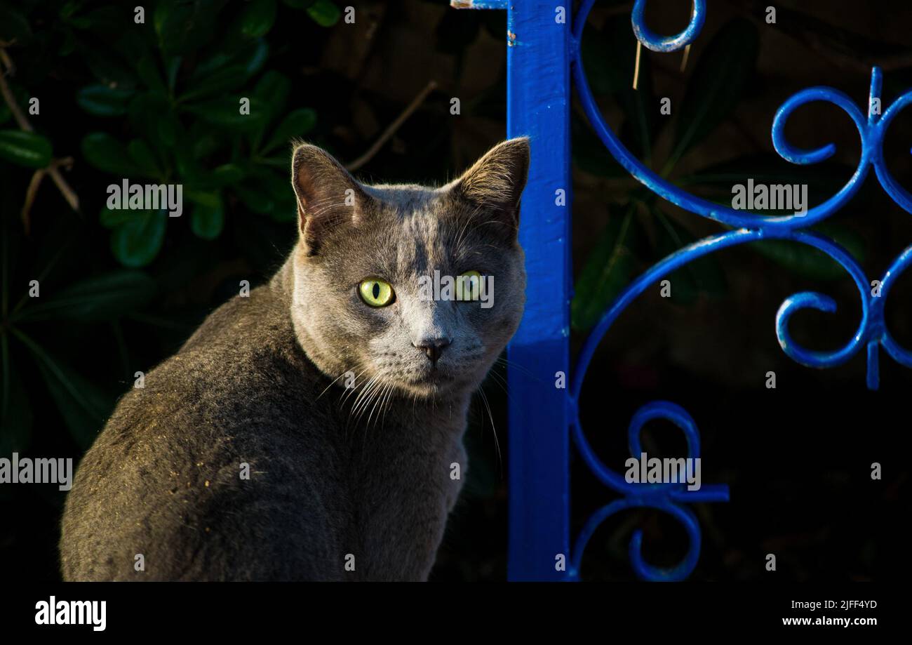 A cute gray cat staring with its green eyes on the camera next to a ...