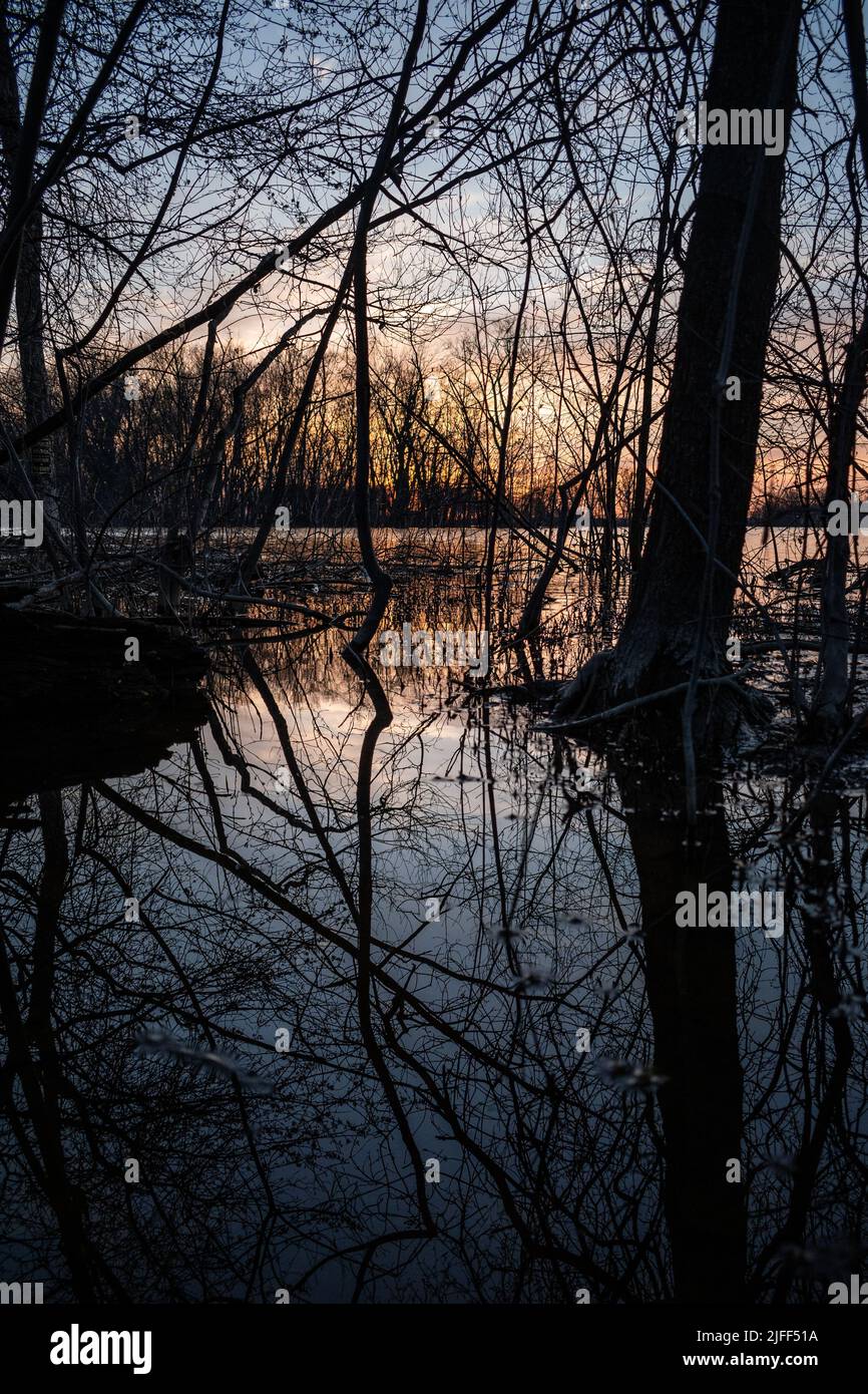 A vertical view through the trees of lake surrounded by trees ...