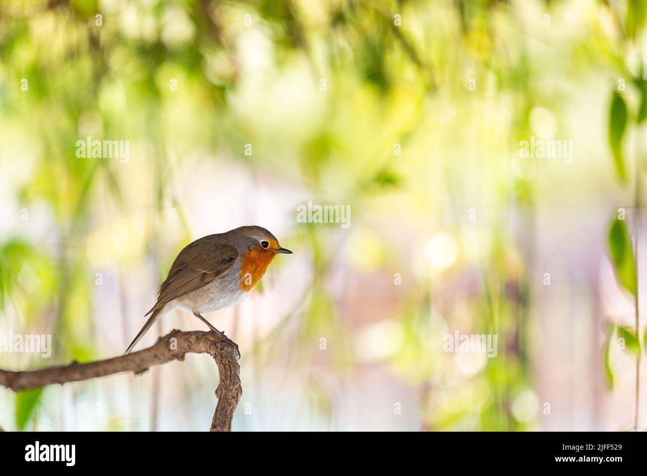 Robin or pomegranate Nightingale is a species of bird classified in the ...