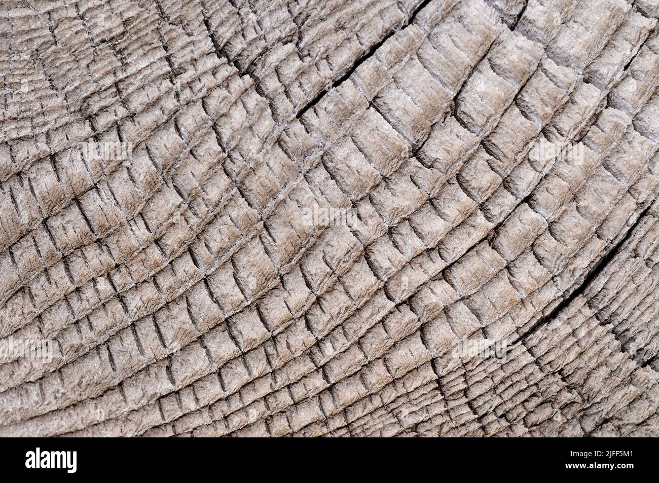 Weathered wood grain on a tree stump Stock Photo - Alamy
