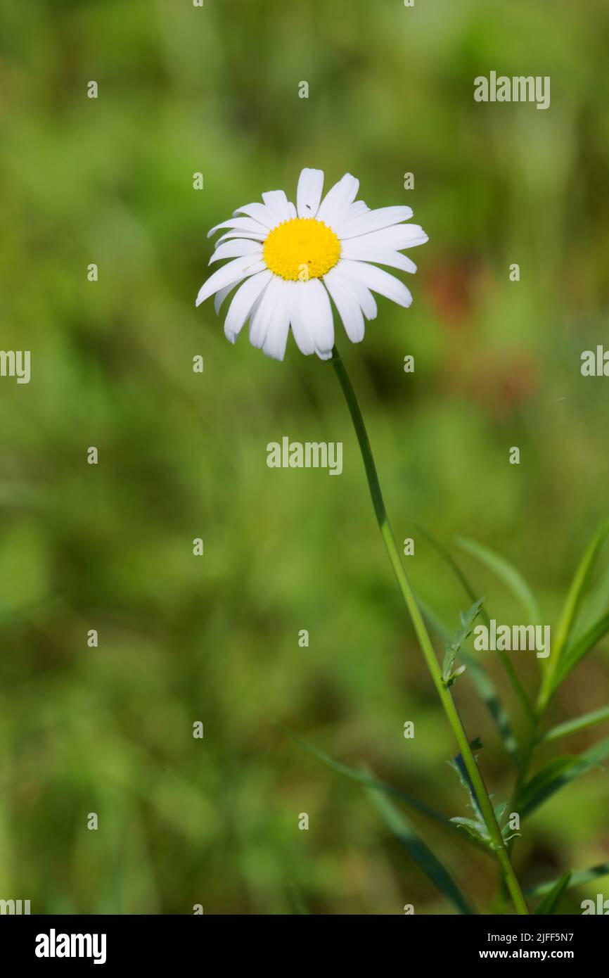 Daisy in bloom. Quebec,Canada Stock Photo - Alamy