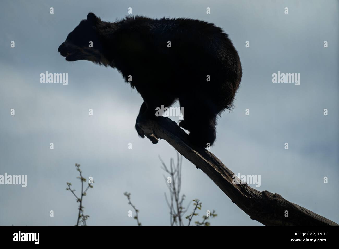 The silhouette of a cute Spectacled bear on a tree branch with blue sky ...