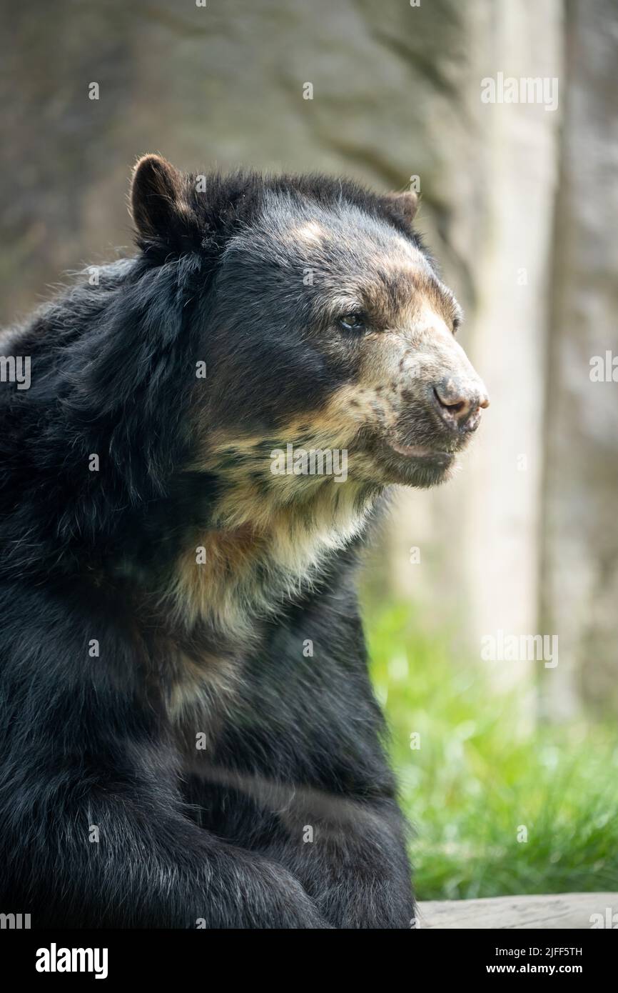 Spectacled bear in the wild hi-res stock photography and images - Alamy