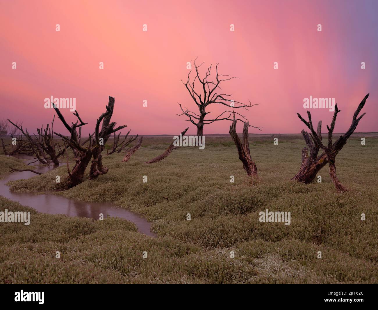 Porlock marsh dead trees england uk Stock Photo - Alamy